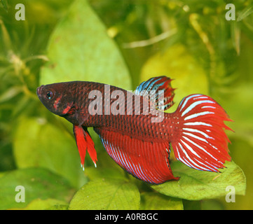 Crescent betta, betta imbellis Stock Photo - Alamy