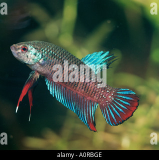 Crescent betta, betta imbellis Stock Photo - Alamy