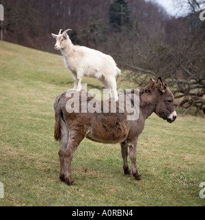 Donkey and Goat Stock Photo - Alamy