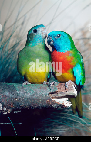 Male Scarlet-chested Parrot (Neophema splendida), blue mutation ...