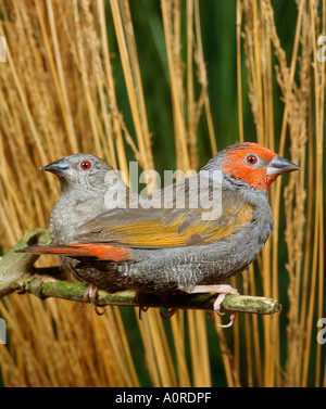 Red-faced Pytilia Stock Photo - Alamy