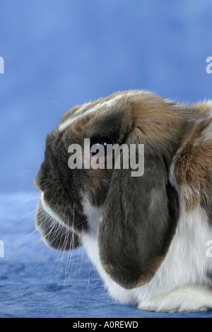 Lop eared Dwarf Rabbit side profile Stock Photo - Alamy