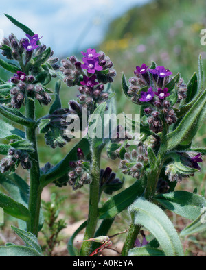 small bugloss (Anchusa arvensis Stock Photo - Alamy
