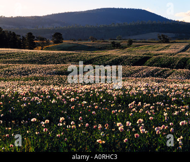 poppy fields, Tasmania, Australia Stock Photo - Alamy