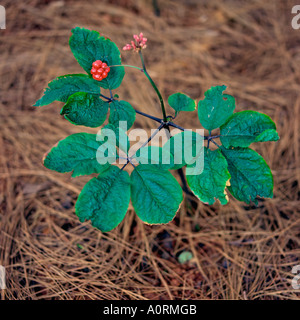 Panax Ginseng or Japanese ginseng Stock Photo - Alamy
