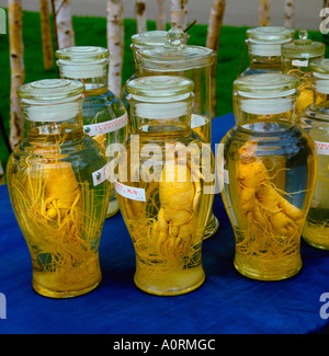Asian ginseng roots in glass, real ginseng, pickled roots in glass ...