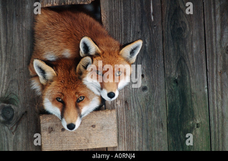 two red foxes looking into a barn / Vulpes vulpes Stock Photo - Alamy