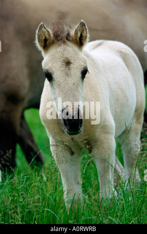 Konik Horse / Konik-Pferd Stock Photo - Alamy