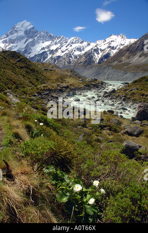 Mt Cook Lily Ranunculus lyallii the largest buttercup in the world ...