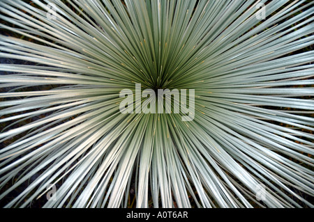 The bizarre Kingia australis a grass tree that can grow to 5 m tall and ...