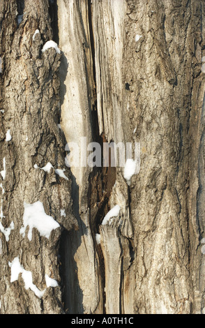 Withered trunk of a poplar tree Altai Russia Stock Photo - Alamy
