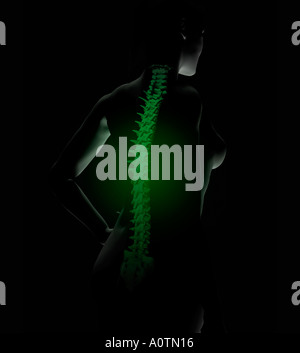 Back bones, computer illustration Stock Photo - Alamy