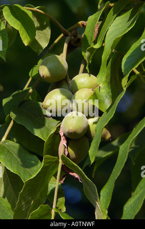 Chinese Walnut, fruits (Juglans cathayensis Stock Photo - Alamy