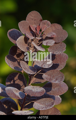 Common Smoketree (Cotinus coggygria Stock Photo - Alamy