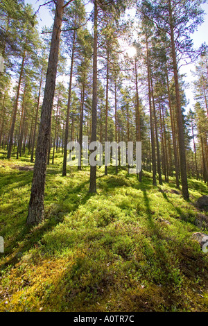 Nordic Scandinavian pine forest, Sweden early morning Stock Photo - Alamy