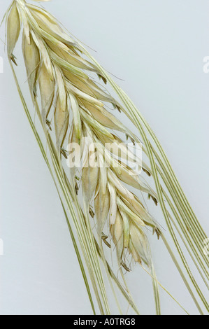 Wheat ear, old wheat species Emmer (Triticum dicoccum Stock Photo - Alamy