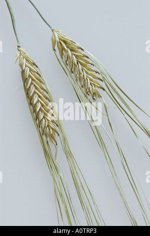 Wheat ears, old wheat species Emmer (Triticum dicoccum Stock Photo - Alamy