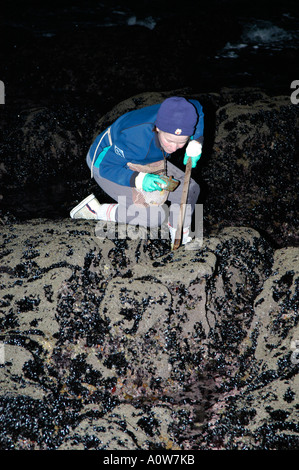 Fishing tools of popular spanish barnacle hunters called Percebeiros ...