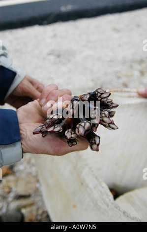 Popular spanish barnacle hunters called Percebeiros looking for the ...
