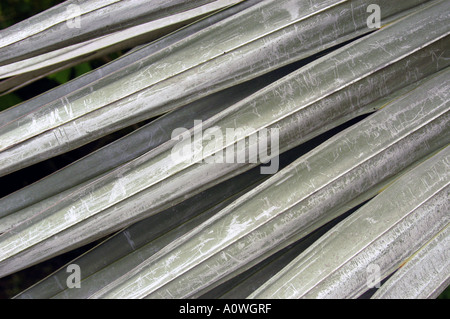 Cayman Islands Silver Thatch Palm Fronds Stock Photo - Alamy