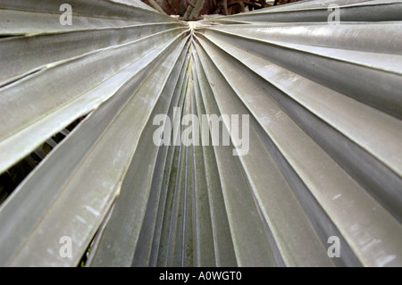 Silver Thatch Palm (Coccothrinax proctorii) Grand Cayman Island, Cayman ...