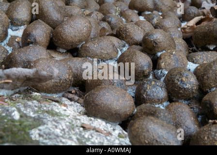 Moose scat - Moose droppings / Alces alces Stock Photo - Alamy