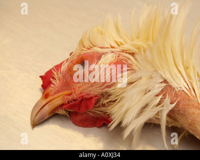 Head of a dead and plucked chicken ready to be cooked cutout Stock ...