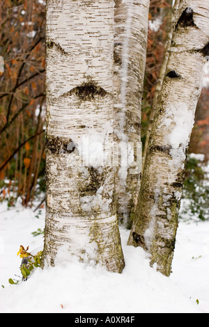 White birch trees in a snow covered field with a pergola in the ...