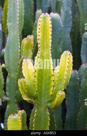 Euphorbia trigona, African milk tree or cathedral cactus is perennial ...