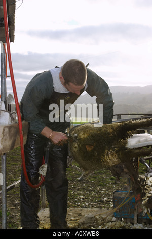 NEW ZEALAND Athol Crutching perfomed on ewes two men work sheep held in ...