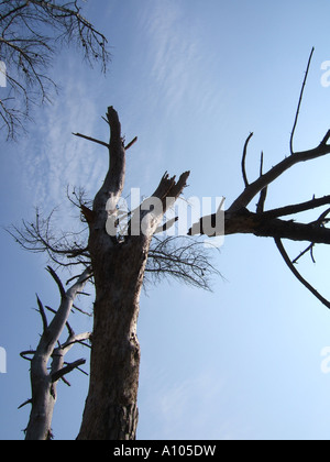 pine tree snapped in two by strong wind Stock Photo - Alamy