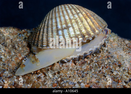 living mussel musselfoot digs into the sand dig ground Stock Photo - Alamy