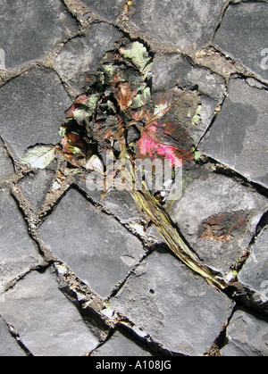 one single red flower crushed on street floor Stock Photo: 18884768 - Alamy