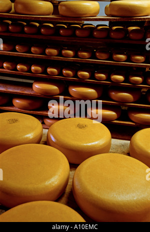 cheese round, cheese rounds, Dutch cheese, borenkaas, Clara Maria ...