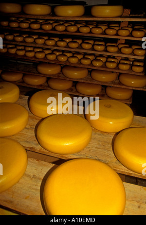 cheese round, cheese rounds, Dutch cheese, borenkaas, Clara Maria ...