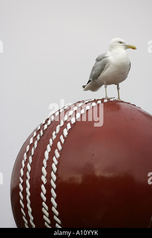 Seagull in the sea stands on a stone, rocky seashore Stock Photo - Alamy