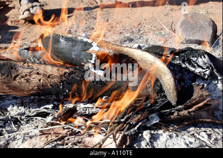 Kangaroo cooking in traditional aboriginal fire pit, Red Centre ...