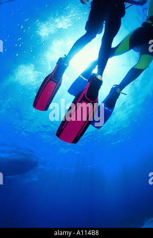 THE LEGS AND FINS OF TWO SCUBA DIVERS AS THEY PERFORM A SAFETY STOP ...