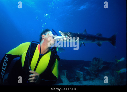 CAPTAIN SPENCER SLATE FEEDS A GREAT BARRACUDA SPHYRAENA BARRACUDA Stock ...