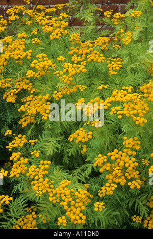 Tanacetum vulgare 'Isla Gold' Stock Photo - Alamy