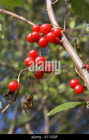 Scarlet berries of black bryony Tamus communis hanging from a tree ...