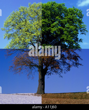 composing seasonal oak tree 4 seasons images. Photo by Willy Matheisl ...