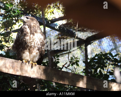 poiana bird of prey in enclosure Stock Photo - Alamy