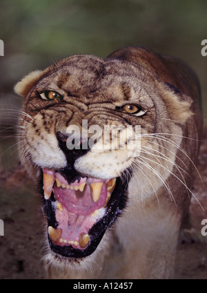 Lioness attacking lion Stock Photo - Alamy