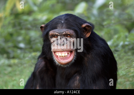 Chimpanzee Pan troglodytes Fear grin gesture of submission to other ...