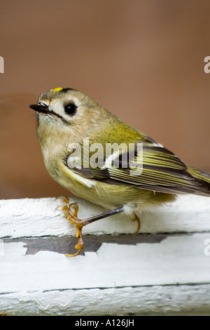Baby goldcrest bird (Regulus regulus ) in firry forest. Moscow Stock ...