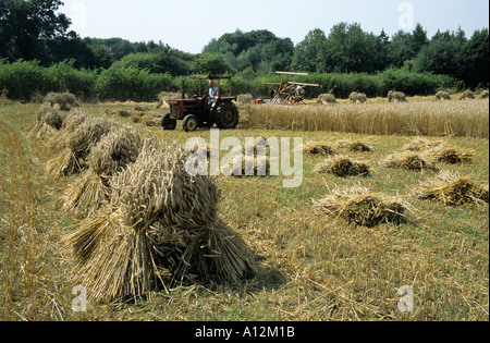 Harvesting long Straw for the thatching industry Stock Photo - Alamy