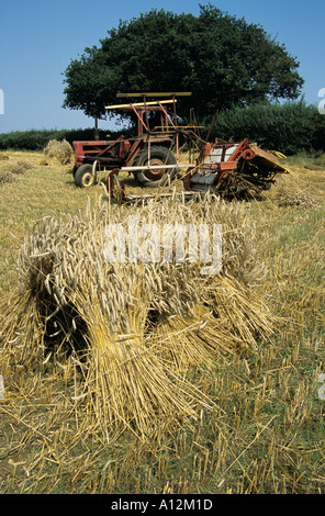 Harvesting long Straw for the thatching industry Stock Photo - Alamy