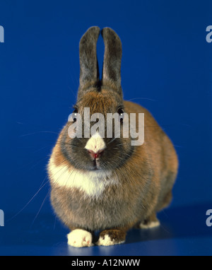 tricolor rabbit with blue eyes sitting on a rock Stock Photo - Alamy