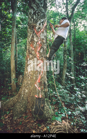 A chicle harvester chiclero in the rainforest of the Yucatan Peninsula ...
